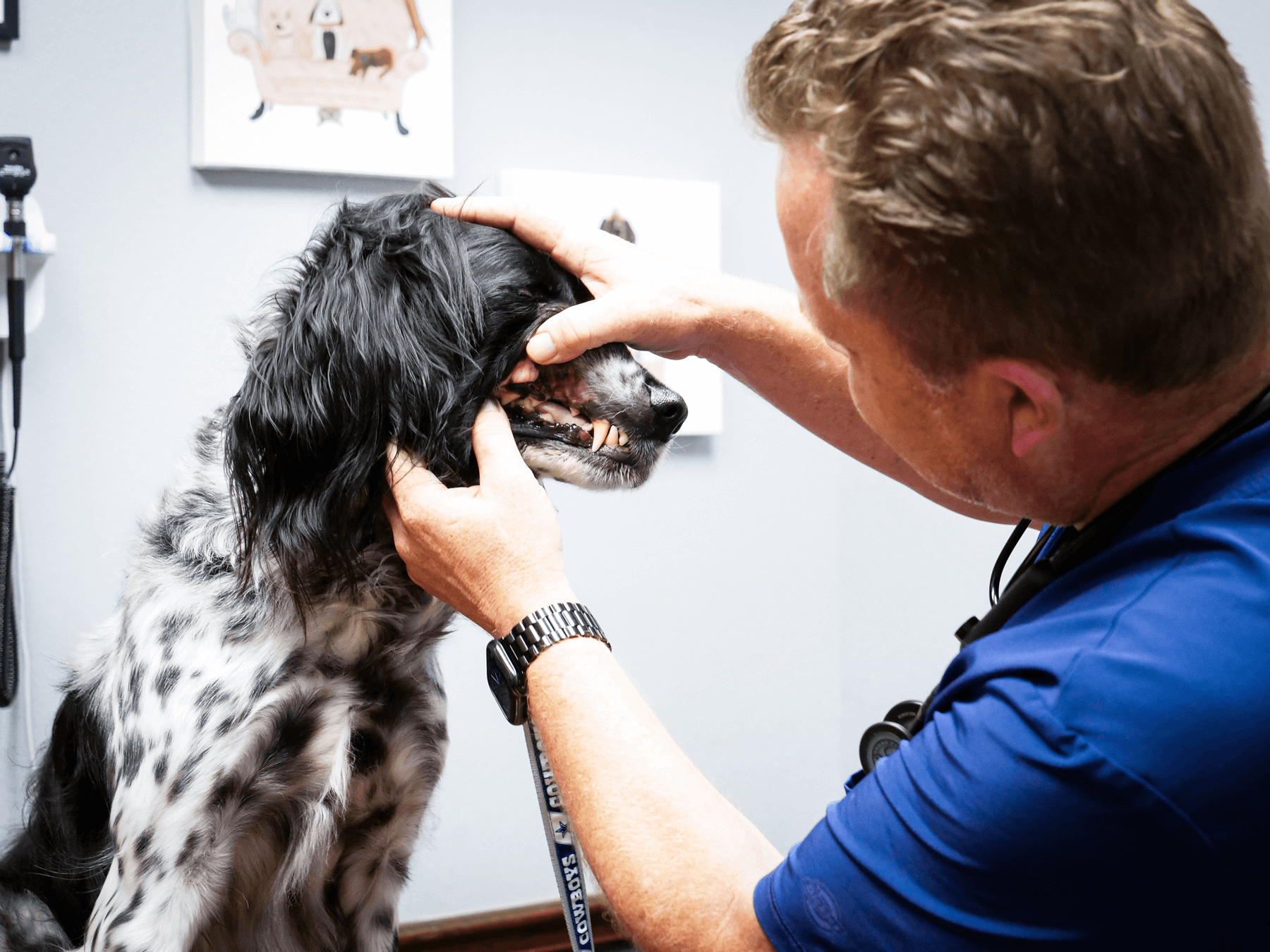Pet Dental Cleaning | Eau Claire Animal Hospital