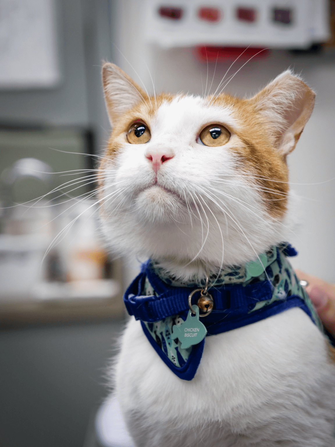 Boarding and Grooming | Eau Claire Animal Hospital