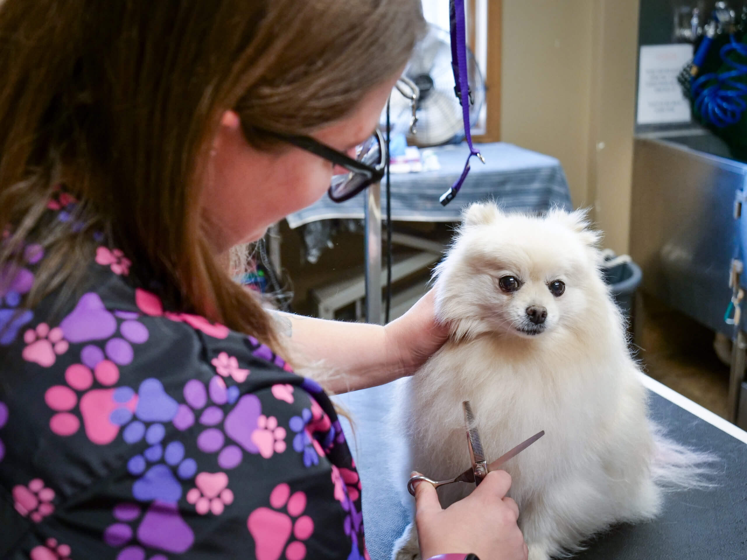 Boarding and Grooming | Eau Claire Animal Hospital