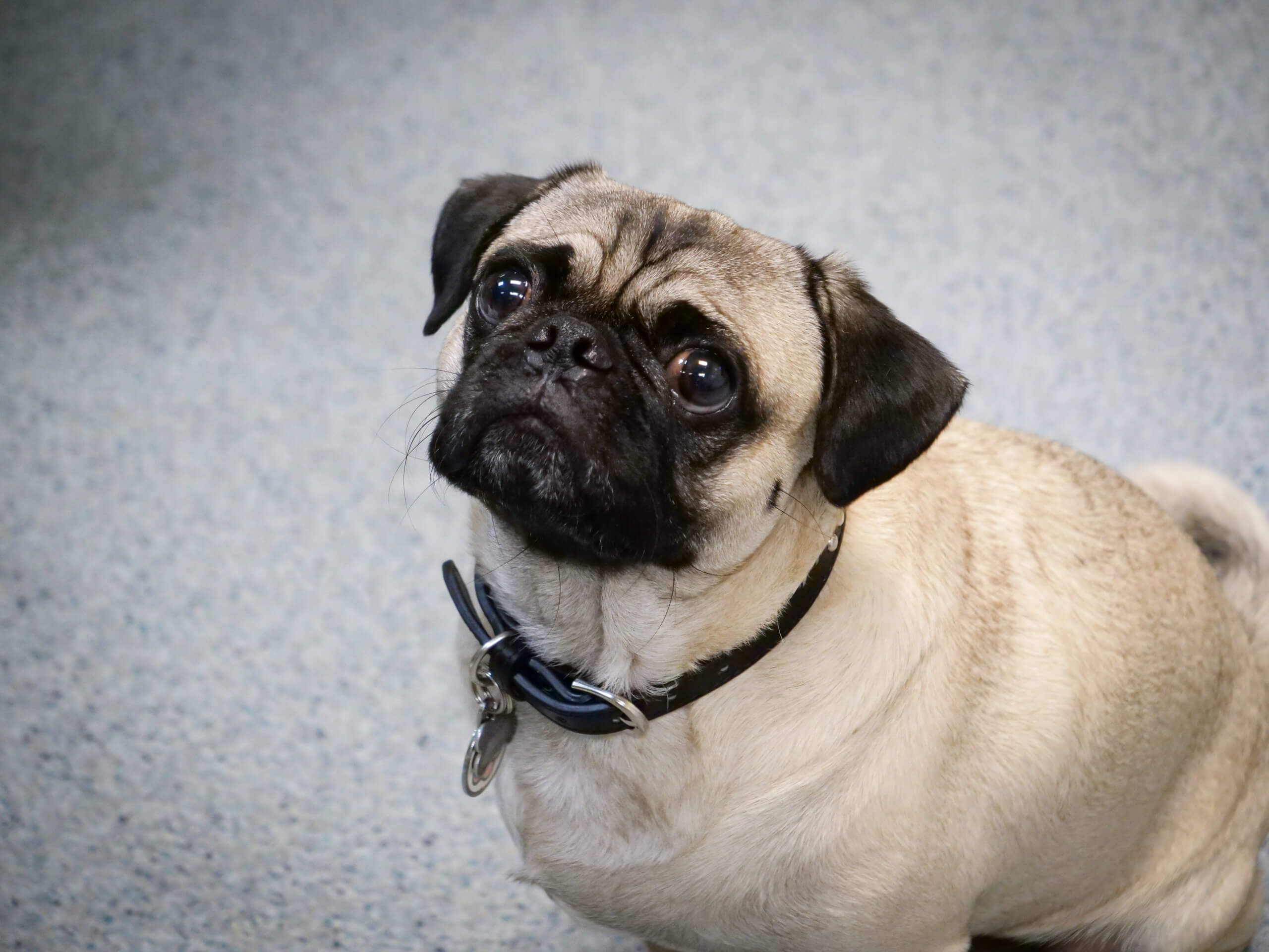 Careers - Eau Claire Animal Hospital